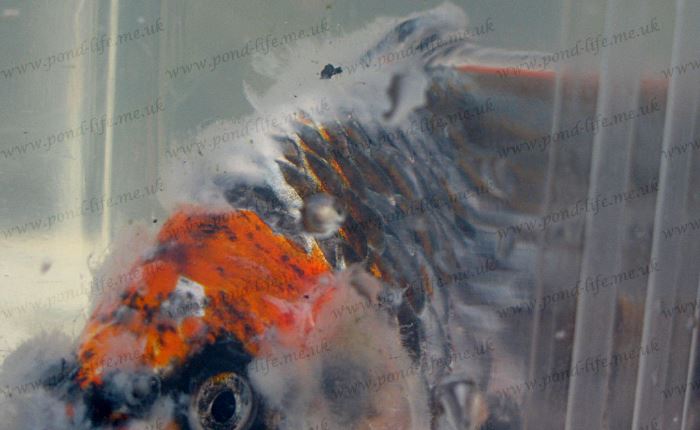 Fungal Infections (Mycosis, Saprolegnia) - fishhealth - Pond Life