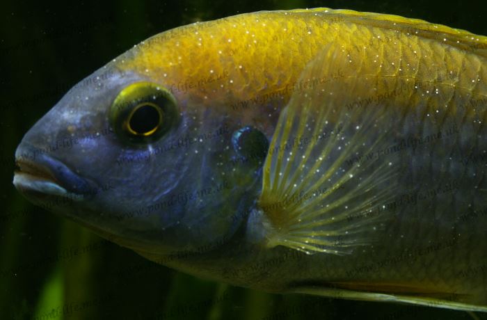 White Spot (Ichthyophthirius multifiliis) - fishhealth - Pond Life