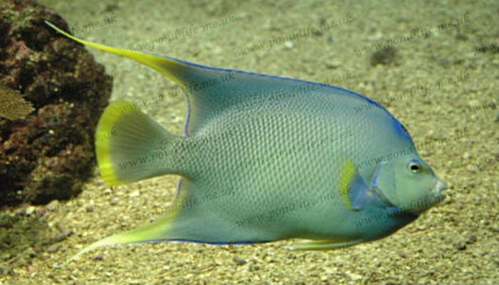 Index - otherfish - marine - Pond Life