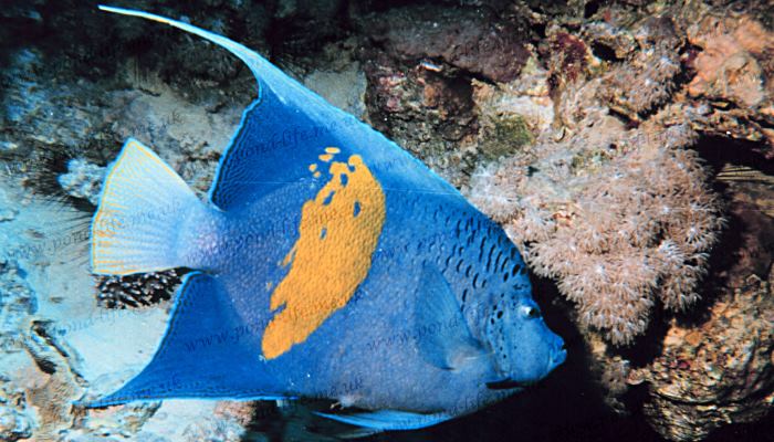 Yellowbar Angelfish (Pomacanthus maculosus) - otherfish - marine - Pond ...