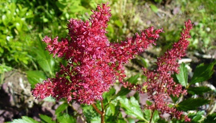 Astilbe - plants - bog plants - Pond Life