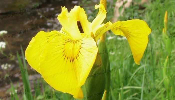 Iris - plants - bog plants - Pond Life