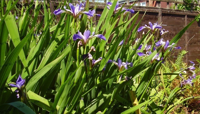 Iris - plants - bog plants - Pond Life