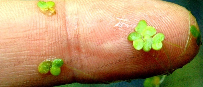 Lemna minor (Duckweed) - plants - floating plants - Pond Life