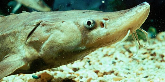 Shortnose Sturgeon (Acipenser brevirostrum) - sturgeons - Pond Life