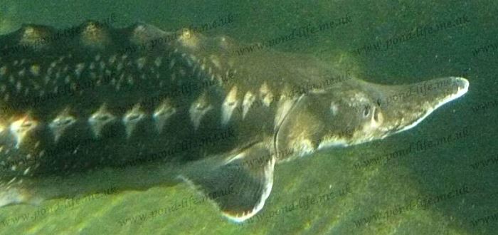 Sturgeon Guide, Sturgeon For Garden Ponds - sturgeons - Pond Life