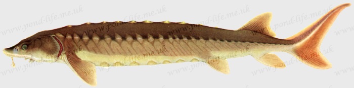 Shortnose Sturgeon (Acipenser brevirostrum) - sturgeons - Pond Life