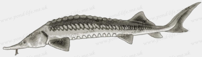 Siberian Sturgeon (Acipenser baerii) - sturgeons - Pond Life